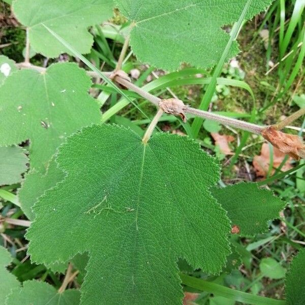 Formosan Raspberry (Rubus Formosensis) Care Guide: Water, Soil ...
