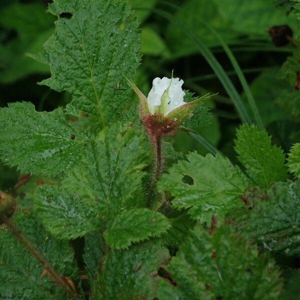 Rubus Franchetianus Plant Care & How to Grow, Water