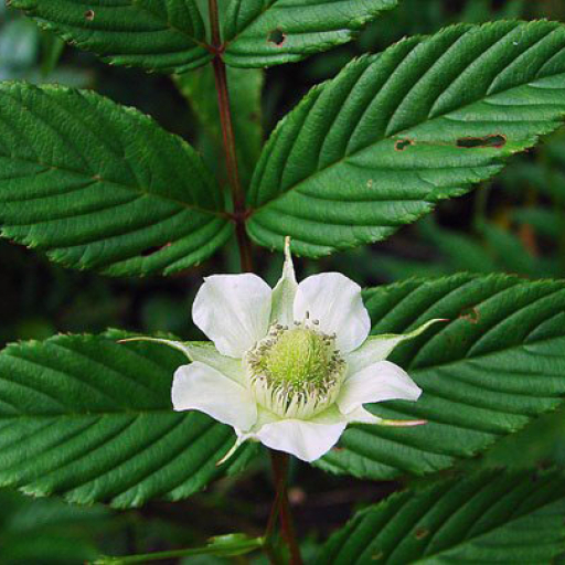 Atherton Raspberry (Rubus Fraxinifolius) Plant Care & How to Grow, Water