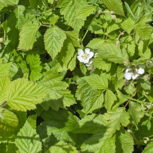 Blackberry (Rubus Fruticosus) Plant Care & How to Grow, Water