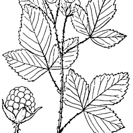 Rubus Fuscus Plant Care & How to Grow, Water