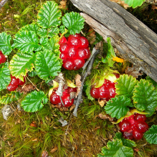 Falkland Strawberry (Rubus Geoides) Plant Care & How to Grow, Water
