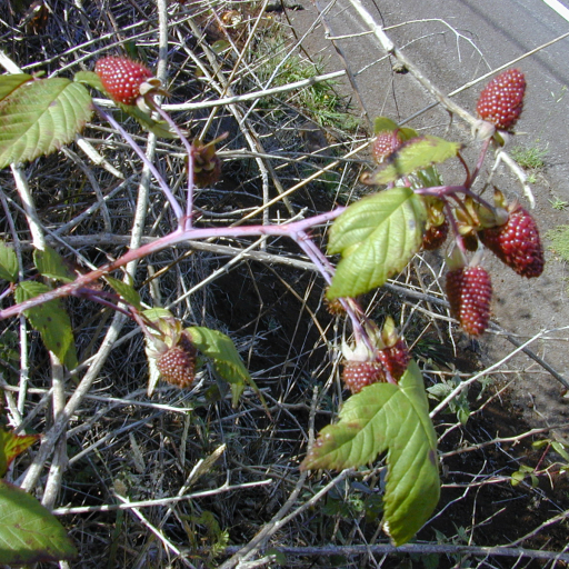 Andean Raspberry (Rubus Glaucus) Plant Care & How to Grow, Water
