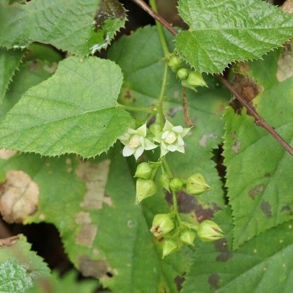 Rubus Hakonensis Plant Care & How to Grow, Water