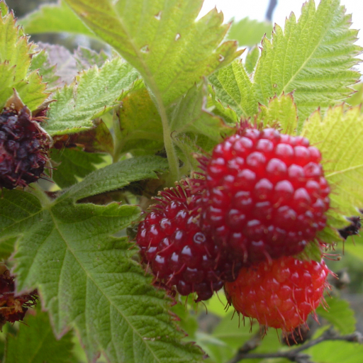 Hawai'i Blackberry (Rubus Hawaiensis) Plant Care & How to Grow, Water