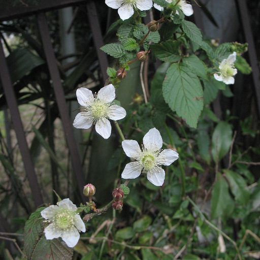 Hirsute Raspberry (Rubus Hirsutus) Plant Care & How to Grow, Water