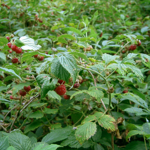 Japanese Ginger (Zingiber Mioga) Plant Care & How to Grow, Water
