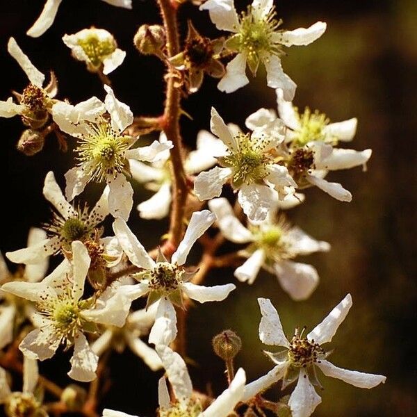 Rubus Incanescens Care Guide: Water, Soil & Propagation - Plantiary