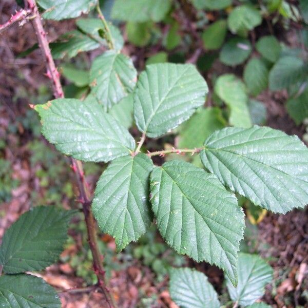 Rubus Infestus Care Guide: Water, Soil & Propagation - Plantiary