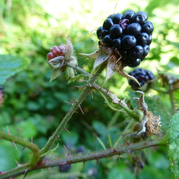 Rubus Insolatus Care Guide: Water, Soil & Propagation - Plantiary