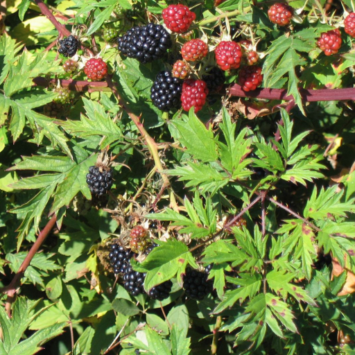 Cutleaf Blackberry (Rubus Laciniatus) Plant Care & How to Grow, Water