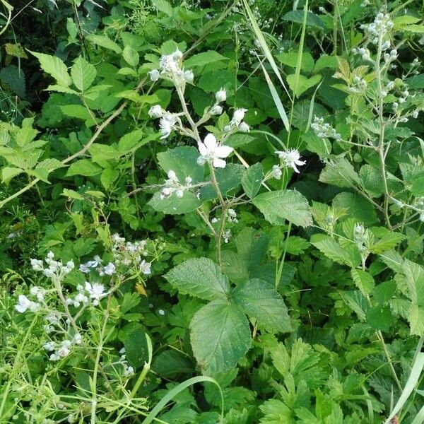 Leighton's Raspberry (Rubus Leightonii) Plant Care & How to Grow, Water