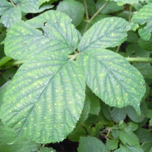 Rubus Longithyrsiger Care Guide: Water, Soil & Propagation - Plantiary