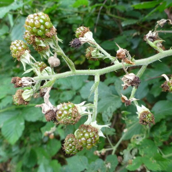 Rubus Macrostachys Plant Care & How to Grow, Water