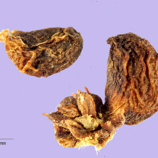 Mayberry (Rubus Microphyllus) Care Guide: Water, Soil & Propagation ...