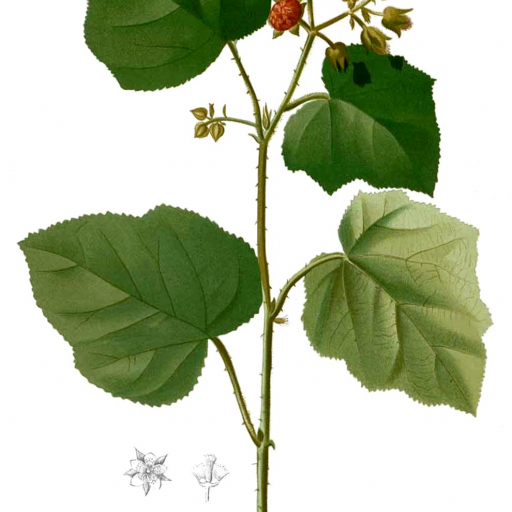 Wild Raspberry (Rubus Moluccanus) Plant Care & How to Grow, Water