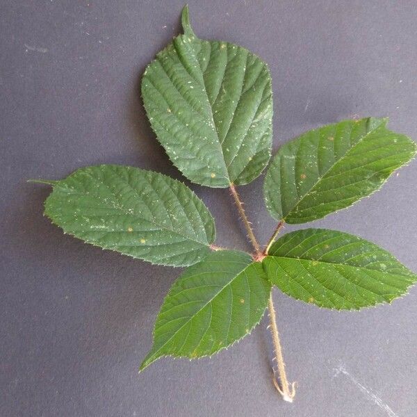 Rubus Morvennicus Care Guide: Water, Soil & Propagation - Plantiary