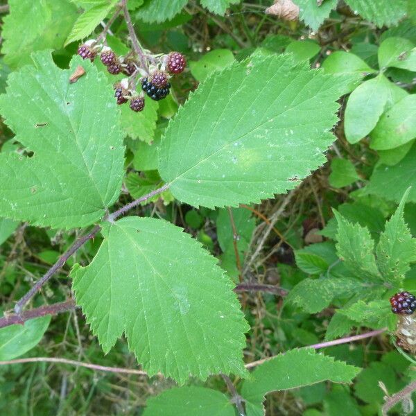 Rubus Multifidus Plant Care & How to Grow, Water