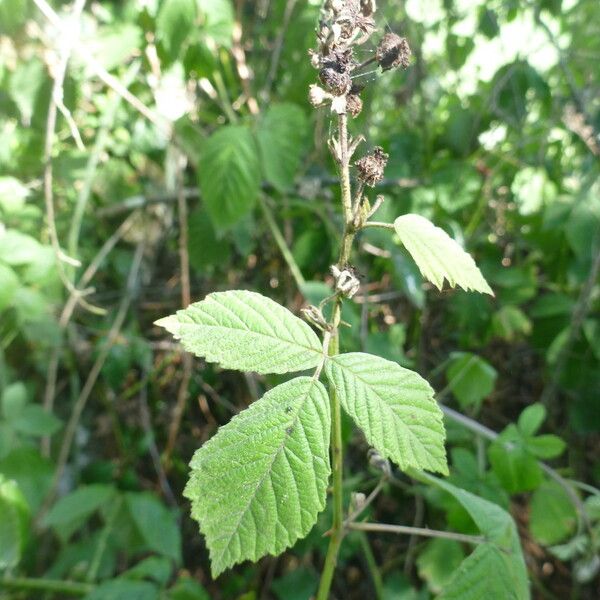 Rubus Mus Care Guide: Water, Soil & Propagation - Plantiary