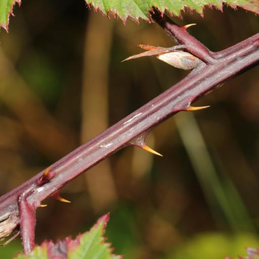 Boreal Bramble (Rubus Nemoralis) Plant Care & How to Grow, Water