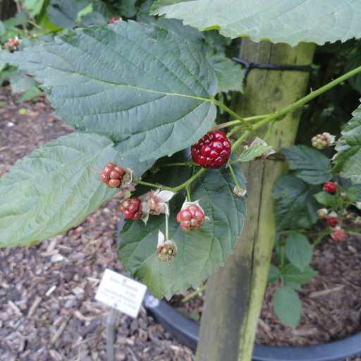 Ness Bramble (Rubus Nessensis) Plant Care & How to Grow, Water