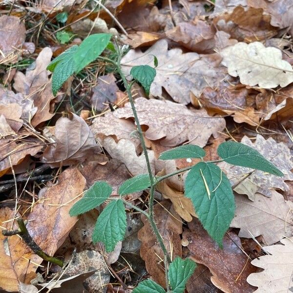 Setose Blackberry (Rubus Nigricans) Plant Care & How to Grow, Water