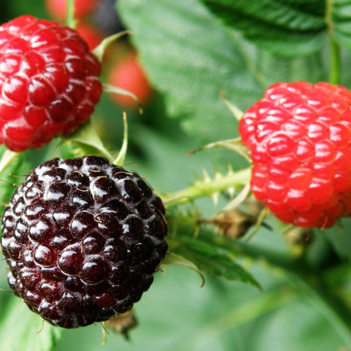 Black Raspberry (Rubus Occidentalis) Plant Care & How to Grow, Water