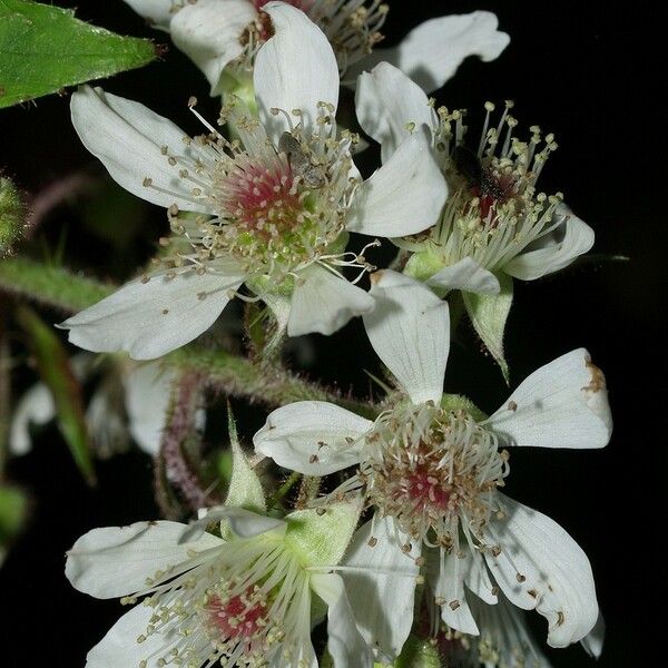 Rubus Pallidicaulis Care Guide: Water, Soil & Propagation - Plantiary