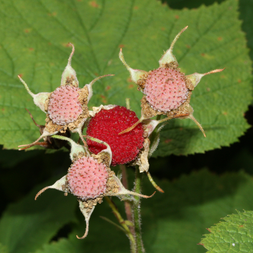 Thimbleberry (Rubus Parviflorus) Plant Care & How to Grow, Water
