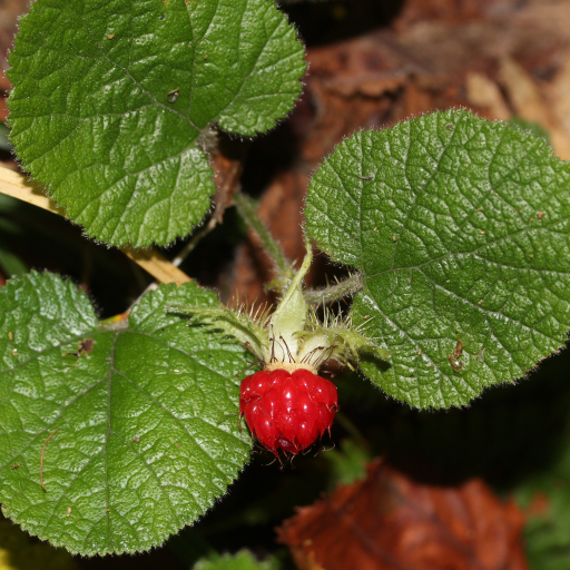 Atibulnak (Rubus Pectinellus) Plant Care & How to Grow, Water
