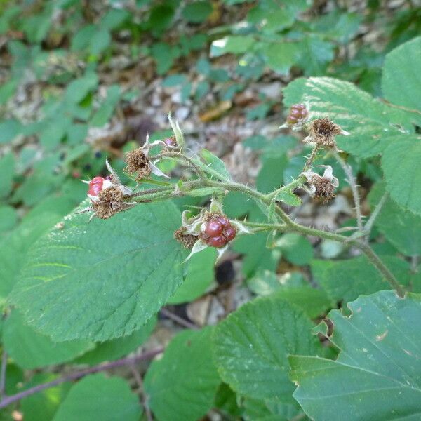 Rubus Pedemontanus Care Guide: Water, Soil & Propagation - Plantiary