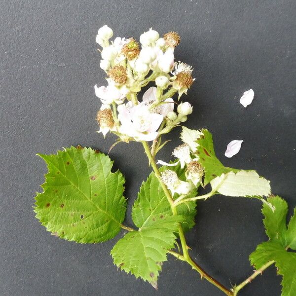 Rubus Procerus Plant Care & How to Grow, Water