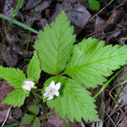 Dwarf Raspberry (Rubus Pubescens) Plant Care & How to Grow, Water