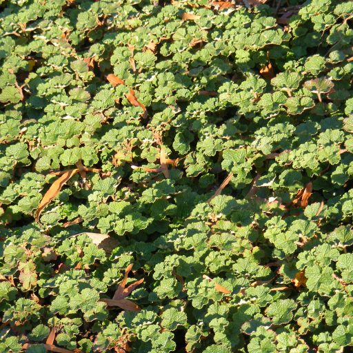 Creeping Raspberry (Rubus Rolfei) Plant Care & How to Grow, Water