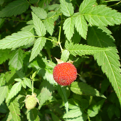 Roseleaf Bramble (Rubus Rosifolius) Plant Care & How to Grow, Water