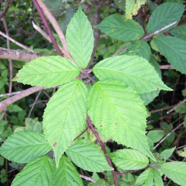 Purple-glandular Bramble (Rubus Rudis) Plant Care & How to Grow, Water