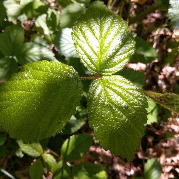 Blackberry (Rubus Scaber) Plant Care & How to Grow, Water