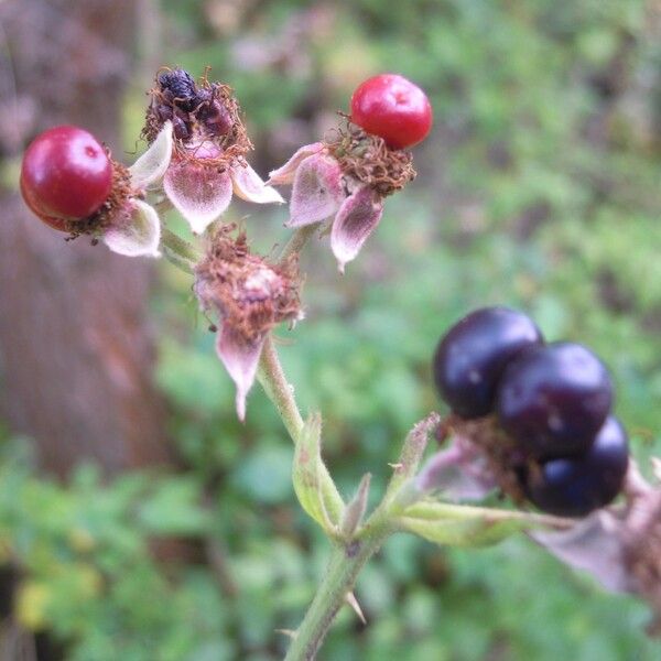 Rubus Scabrosus Care Guide: Water, Soil & Propagation - Plantiary