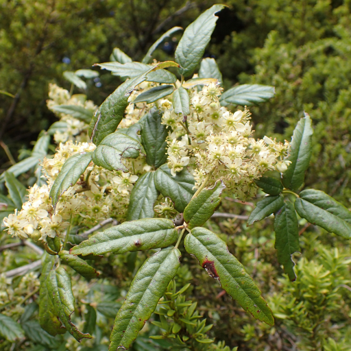Bush Lawyer (Rubus Schmidelioides) Plant Care & How to Grow, Water