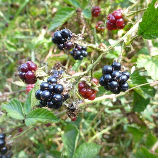 Rubus Senticosus Care Guide: Water, Soil & Propagation - Plantiary