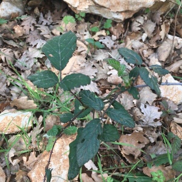 Rubus Sulcatus Plant Care & How to Grow, Water