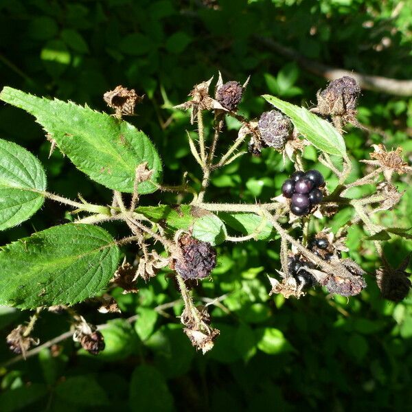 Rubus Tereticaulis Plant Care & How to Grow, Water