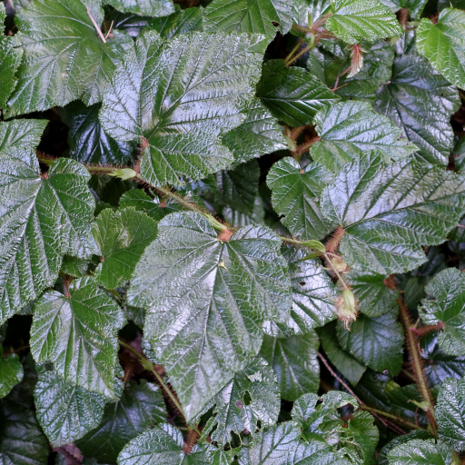 Creeping Bramble (Rubus Tricolor) Plant Care & How to Grow, Water