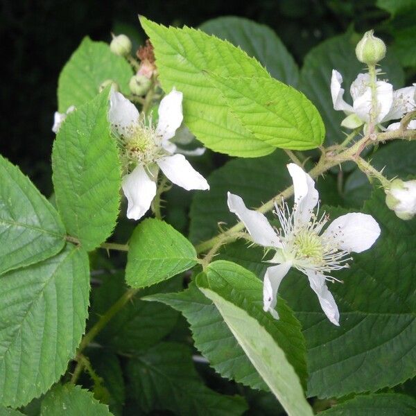 Rubus Troiensis Care Guide: Water, Soil & Propagation - Plantiary