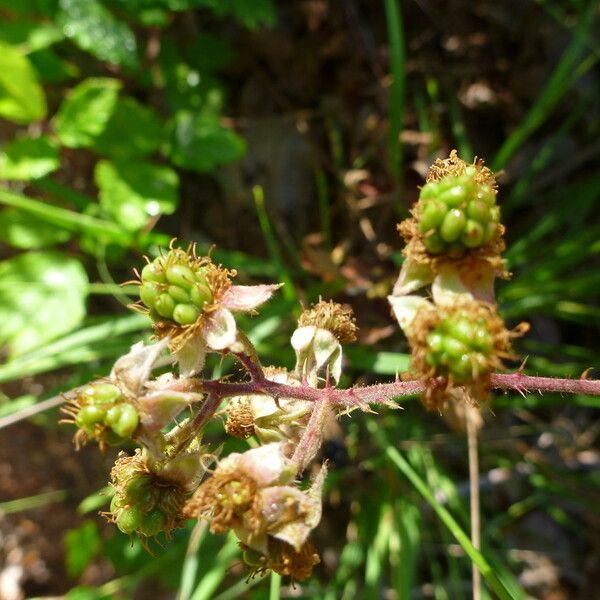 Rubus Uncinatus Care Guide: Water, Soil & Propagation - Plantiary
