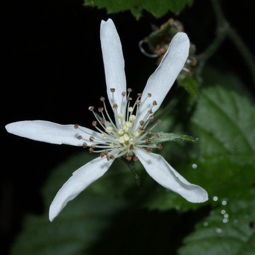 Trailing Blackberry (Rubus Ursinus) Plant Care & How to Grow, Water