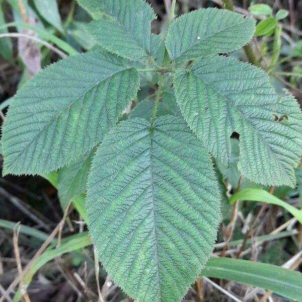 Rubus Urticifolius Plant Care & How to Grow, Water