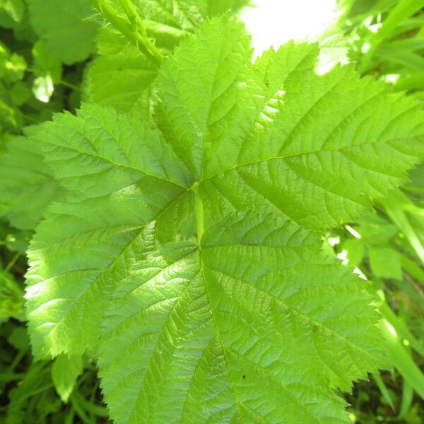 Rubus Venetorum Care Guide: Water, Soil & Propagation - Plantiary