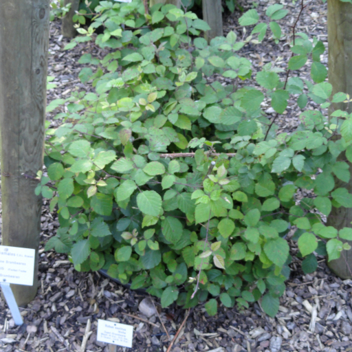 European Blackberry (Rubus Vestitus) Care Guide: Water, Soil ...
