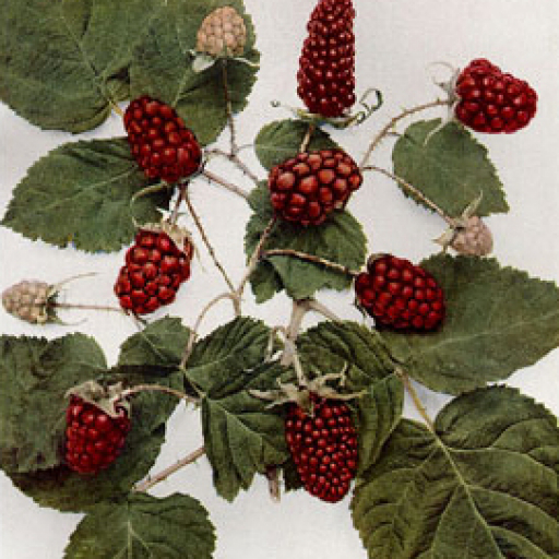 Loganberry (Rubus X Loganobaccus) Plant Care & How to Grow, Water